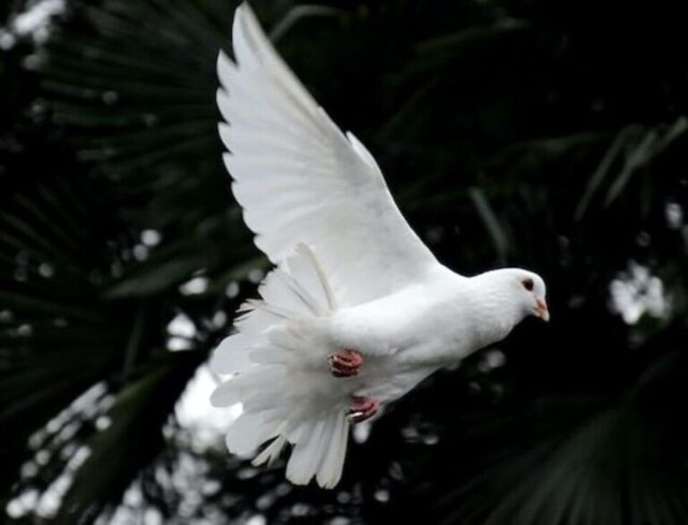 25 Biblical Birds and Their Spiritual Meanings!