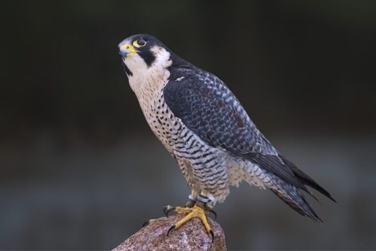 Top 5 Fastest Birds in the World: Ranked by Speed!