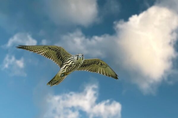 Top 5 Fastest Birds in the World: Ranked by Speed!