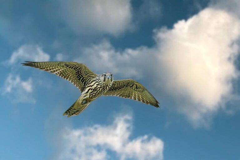 Top 5 Fastest Birds in the World: Ranked by Speed!