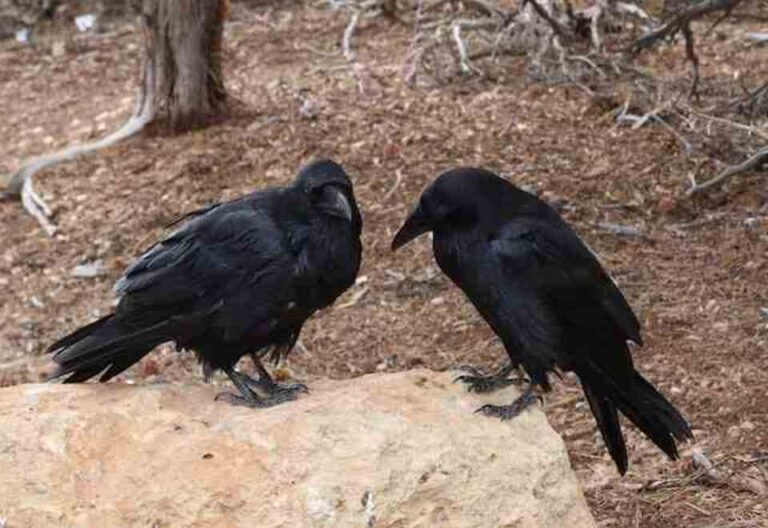 25 Biblical Birds and Their Spiritual Meanings!