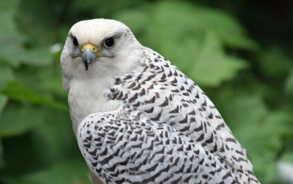 Top 5 Fastest Birds in the World: Ranked by Speed!