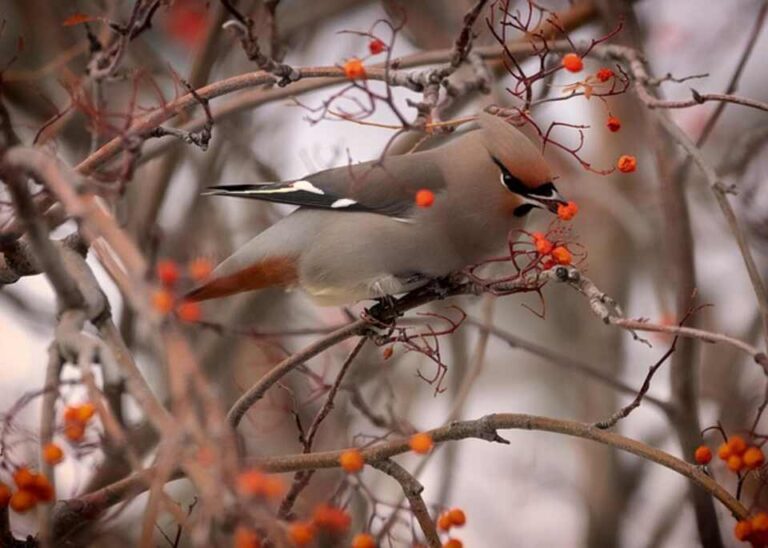 7 Pro Birdwatching Tips They Don’t Teach Beginners!