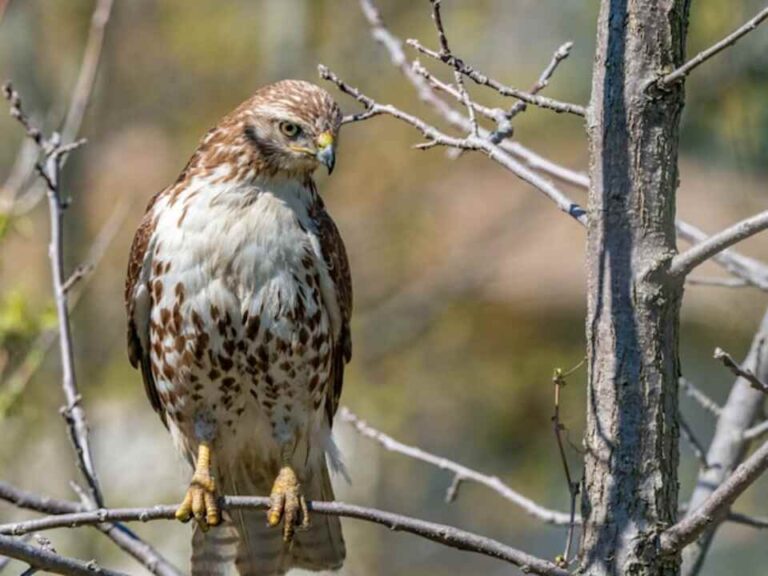 Top 5 Fastest Birds in the World: Ranked by Speed!