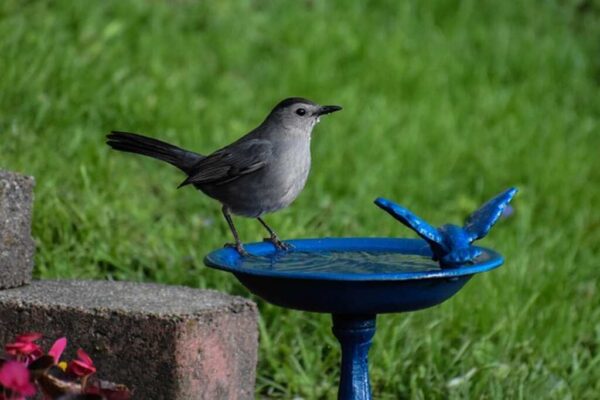 How to Attract Birds to a Bird Bath (Without Going Nuts)
