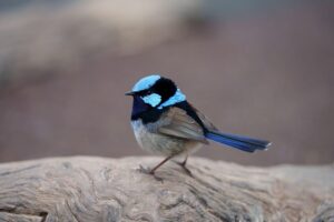 Top 13 Cutest Birds in the World That Will Melt Your Heart!