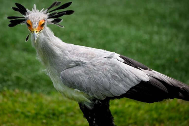 13 Cool Birds That Look Fake But Are Real (With Photos)