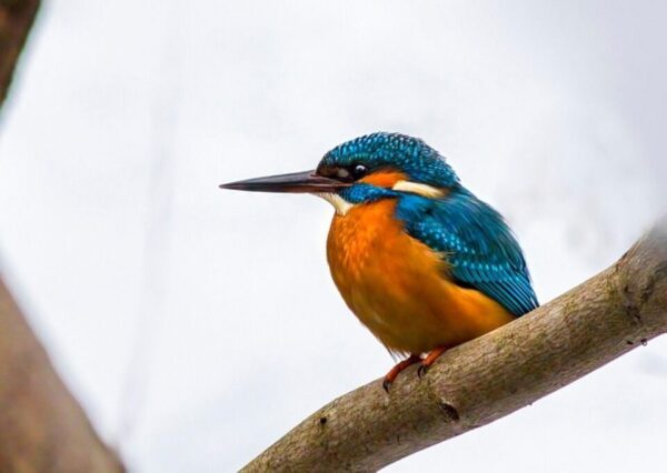 Top 13 Cutest Birds in the World That Will Melt Your Heart!