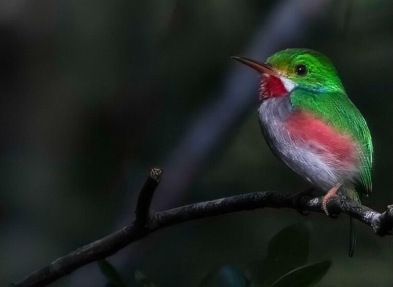 Top 13 Cutest Birds in the World That Will Melt Your Heart!