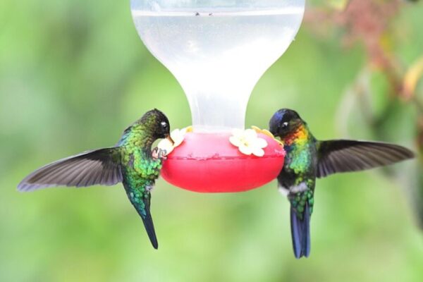 The Secret Hummingbird Recipe They Can’t Resist!