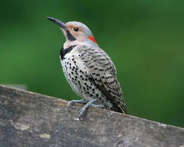 13 Cool Birds That Look Fake But Are Real (With Photos)