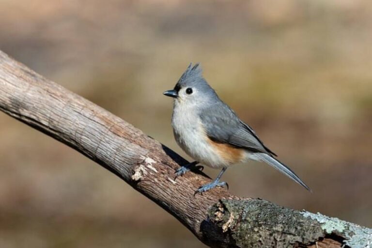 Top 13 Cutest Birds in the World That Will Melt Your Heart!
