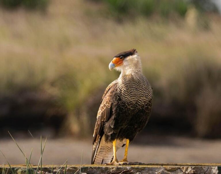 13 Cool Birds That Look Fake But Are Real (With Photos)