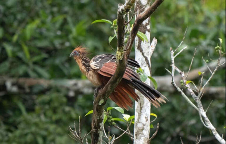13 Cool Birds That Look Fake But Are Real (With Photos)