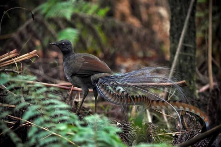 13 Cool Birds That Look Fake But Are Real (With Photos)