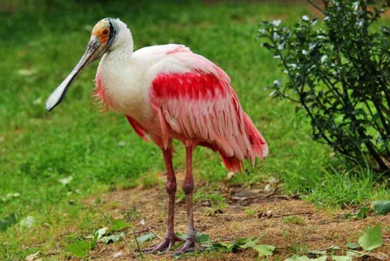 13 Cool Birds That Look Fake But Are Real (With Photos)