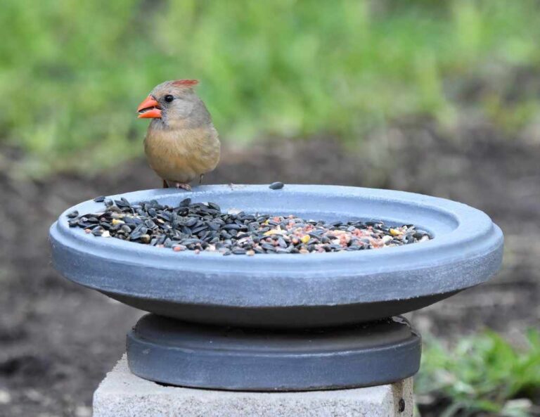 How Rare Is It to See a Female Cardinal? – What to Look For