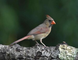 How Rare Is It to See a Female Cardinal? – What to Look For