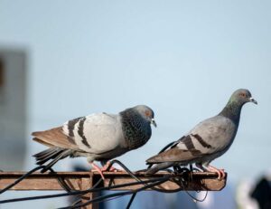 How to Get Rid of Pigeons: Simple Tips That Actually Work!