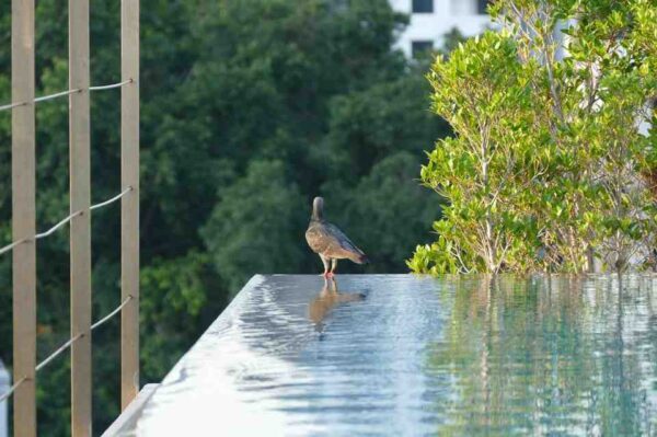 How to Keep Birds From Pooping in Your Pool For Good!