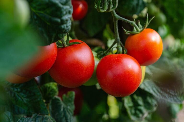 How to Keep Birds from Eating Tomatoes: Easy Tips That Work