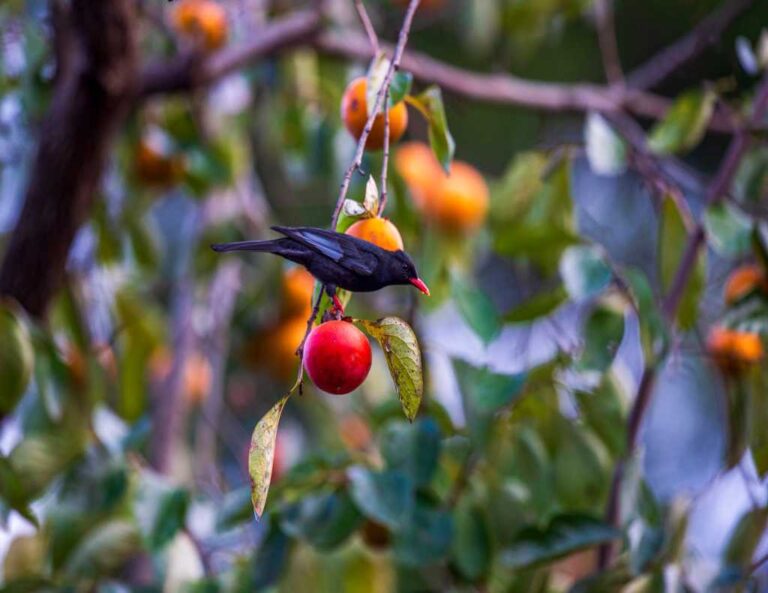 How to Keep Birds Away from Fruit Trees the Smart Way!