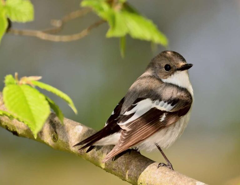 How to Make Your Backyard a Bird Haven This Summer