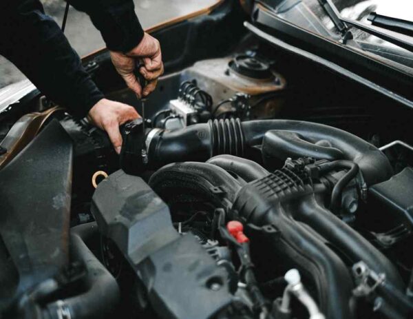 How to Keep Birds Out of Your Engine Bay Safely