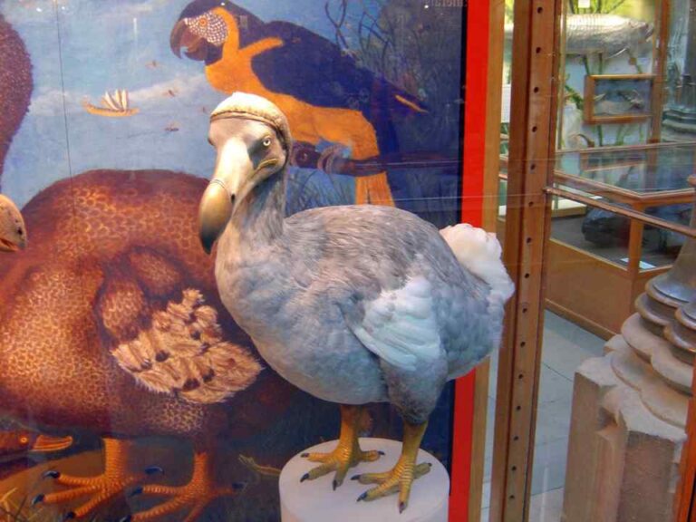 Facts About the Dodo Bird: The Real Story Behind Extinction