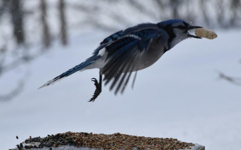 How Birds Survive Winter: Cold-Weather Adaptations